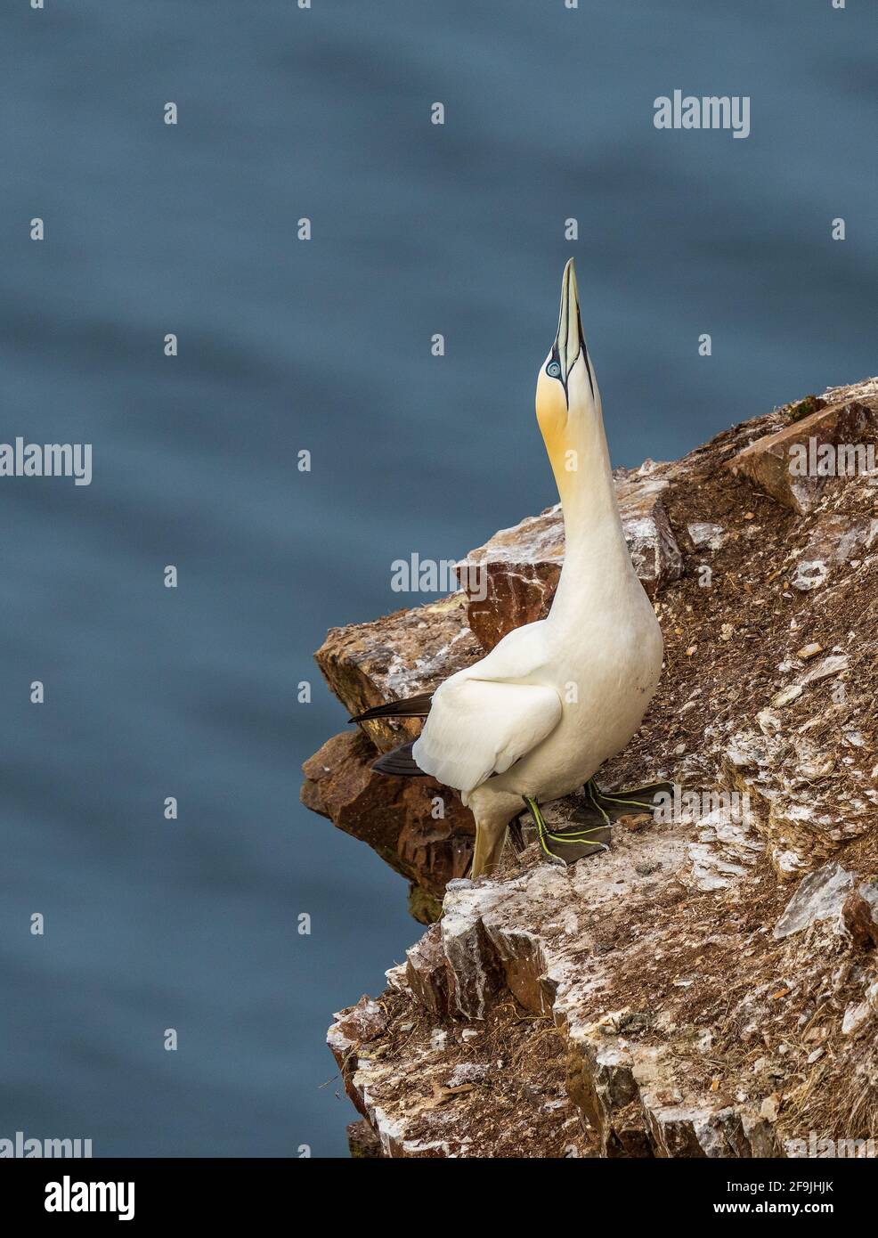 RSPB, Troup Head, Banff, Aberdeenshire, UK. 19th Apr, 2021. UK, AB453JL ...