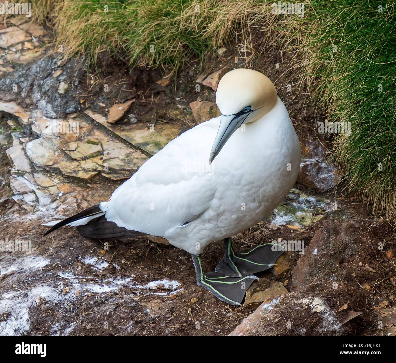 RSPB, Troup Head, Banff, Aberdeenshire, UK. 19th Apr, 2021. UK, AB453JL ...