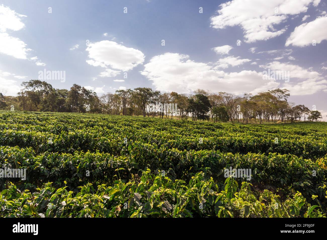 Farm coffee plantation on a sunny day Stock Photo - Alamy