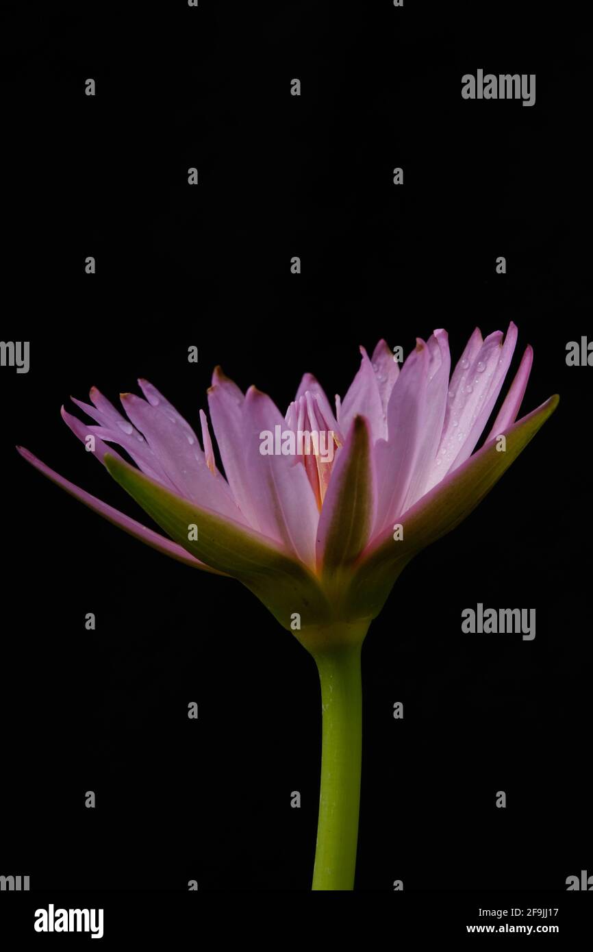 Close up detail blooming pink water lily flower with stem, isolated on ...