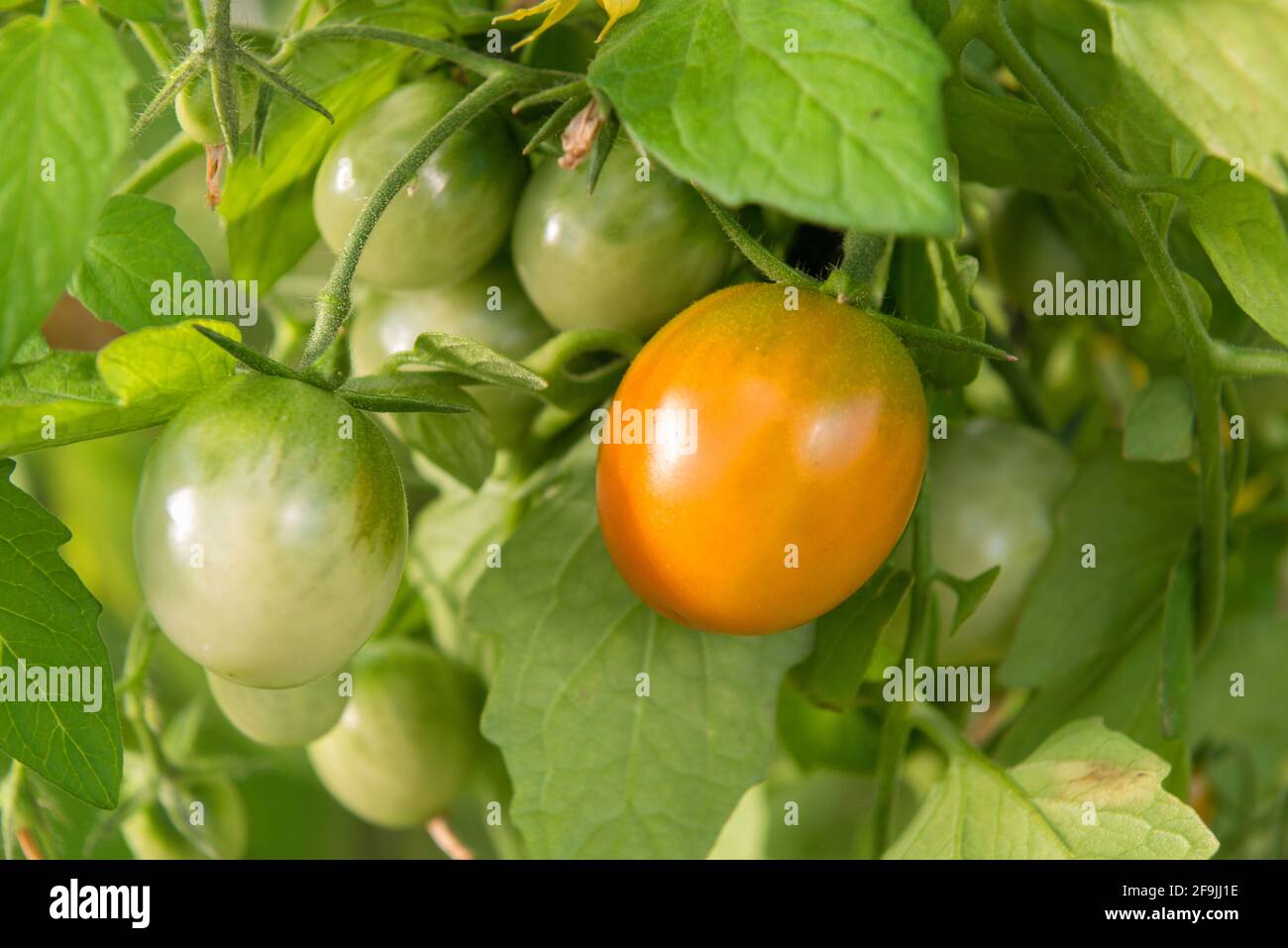Not quite ripe tomatoes on a branch in a greenhouse Stock Photo - Alamy