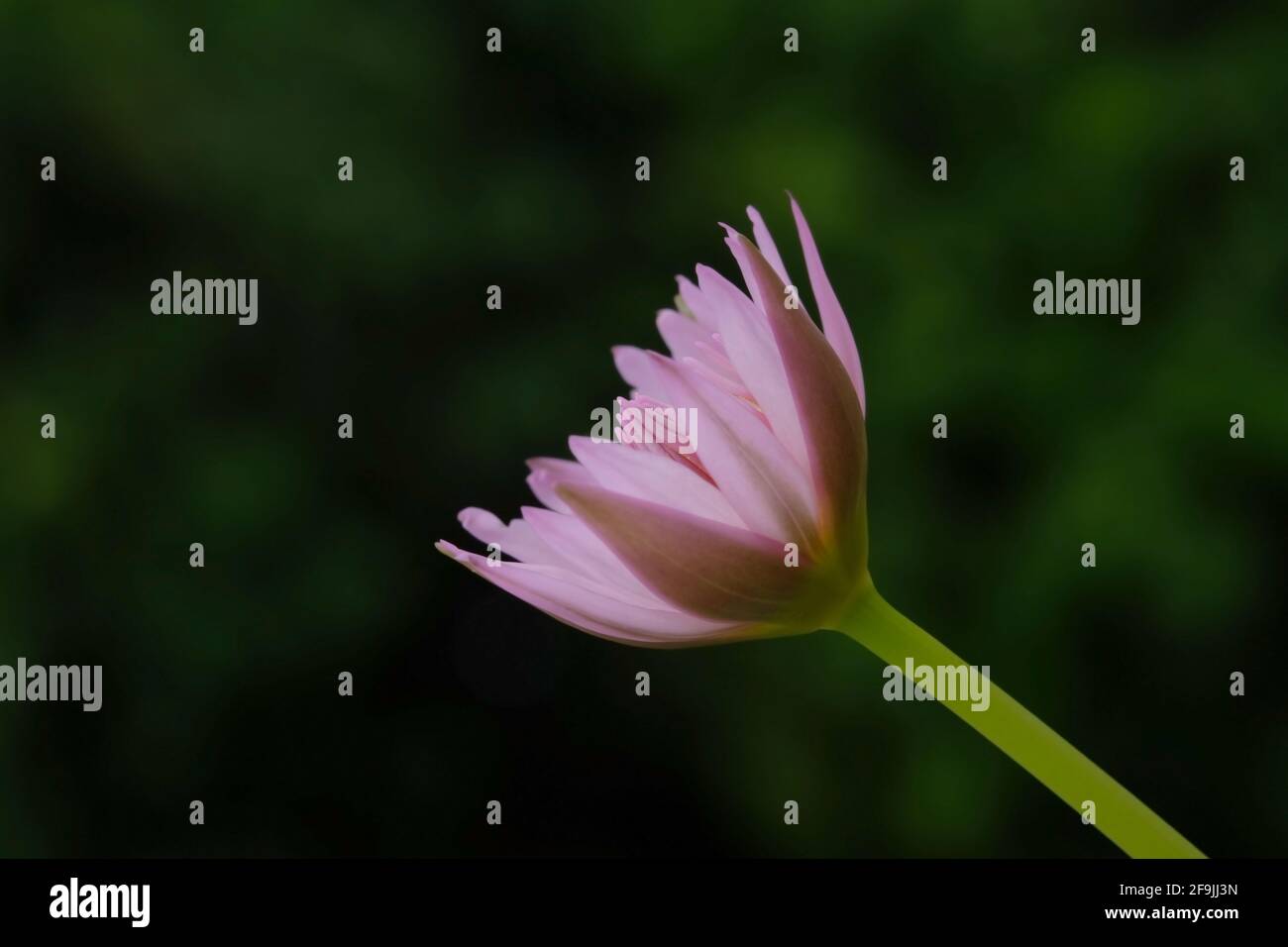 Closeup side view angle of blooming pink water lily flower with stem ...