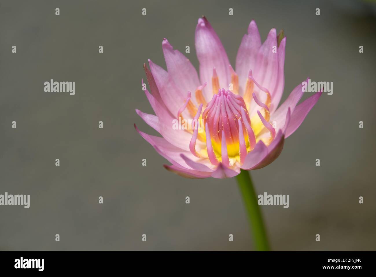 Closeup top view angle of blooming pink water lily flower with stem in ...