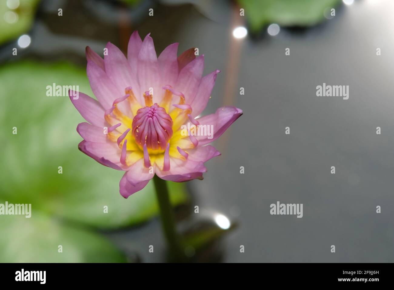Closeup top view angle of blooming pink water lily flower with stem in ...