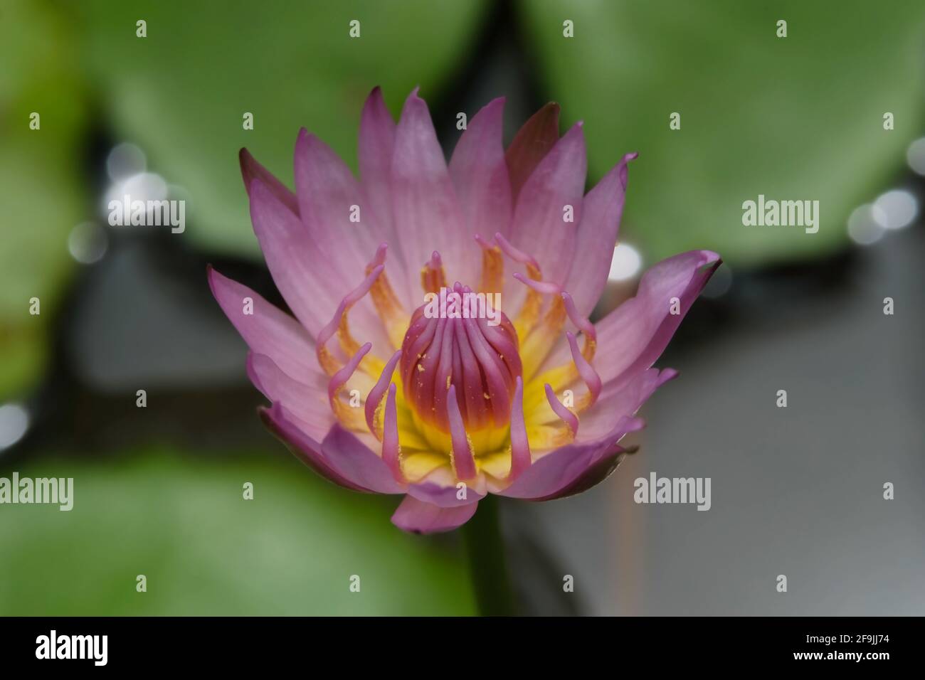 Closeup top view angle of blooming pink water lily flower with stem in ...