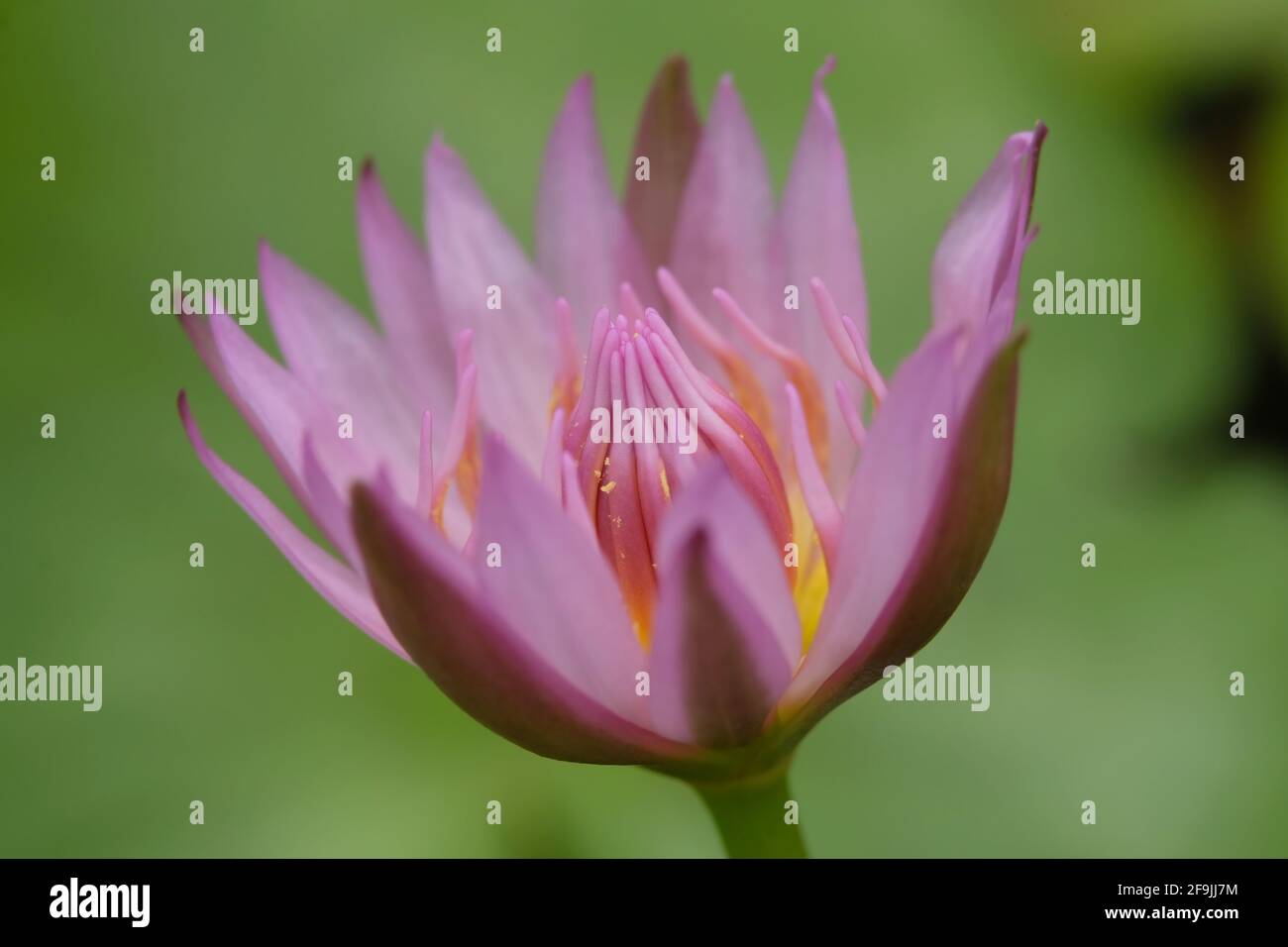 Closeup side view angle of blooming pink water lily flower with stem ...