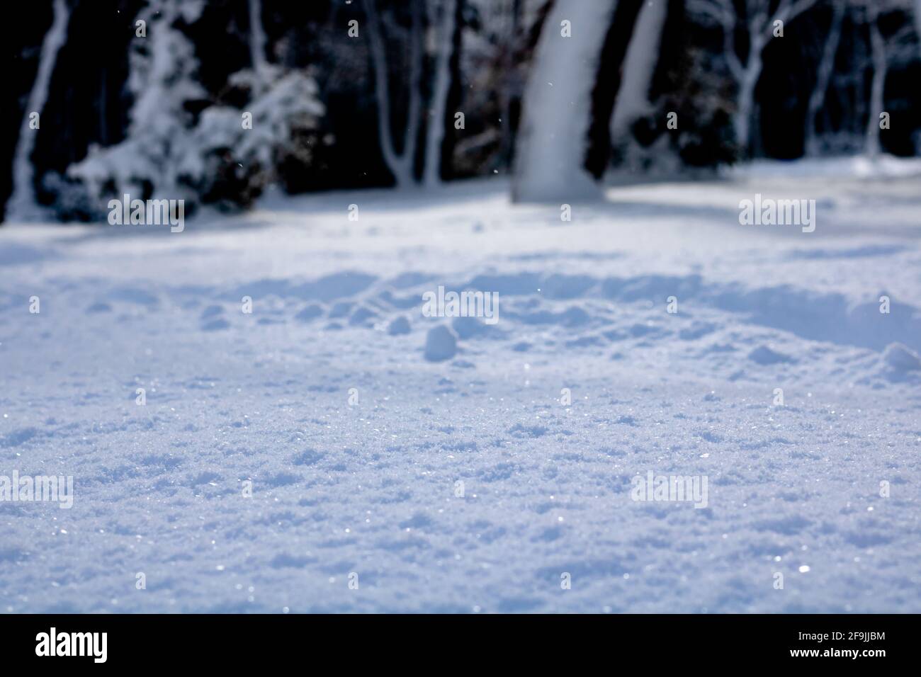 Snow covered forest ground at winter. Snowy background. Winter theme ...