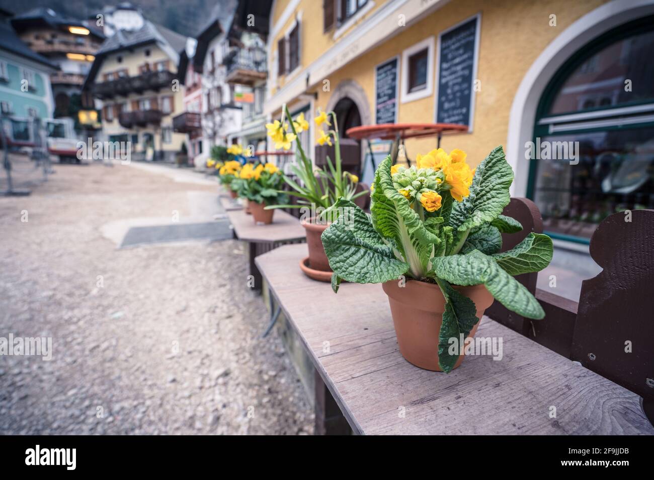 Beautiful shot of yellow flowers as a street decoration in Austria ...