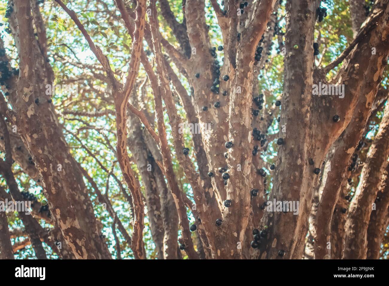 Jaboticaba tree hi-res stock photography and images - Alamy