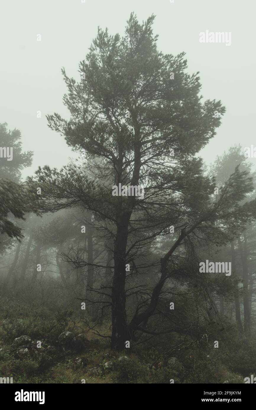 single tree in the forest with fog Stock Photo - Alamy