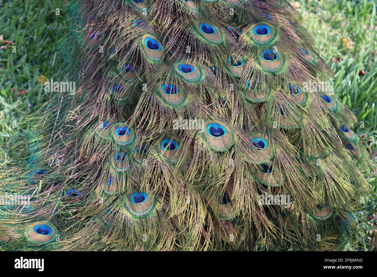 Closeup of peacock feathers patterns and colors Stock Photo - Alamy