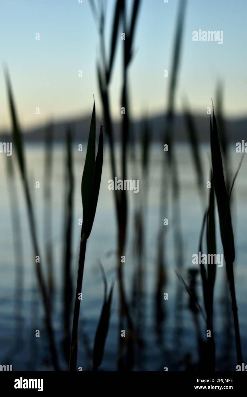 Lake weeds hi-res stock photography and images - Alamy