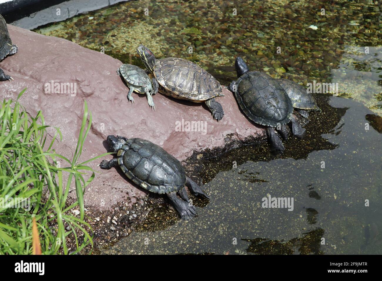 Closeup of turtles on rocks at a luxury resort in Los Cabos, Cabo San ...