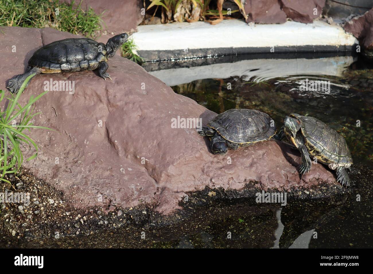 Turtles on rocks near a pond at a luxury resort in Los Cabos, Cabo San ...