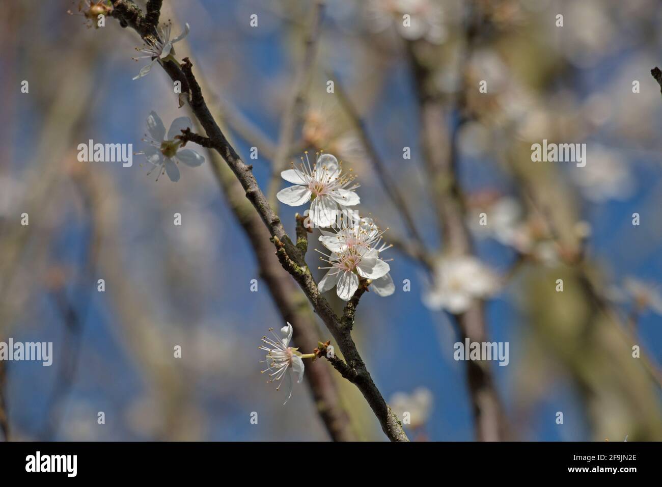 Damson tree garden hi-res stock photography and images - Alamy