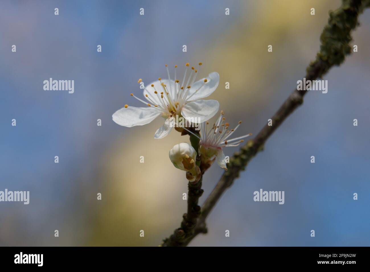 Bullace prunus domestica insititia hi-res stock photography and images ...