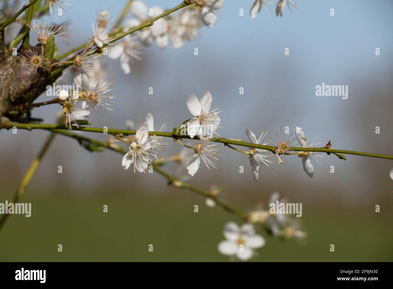 Bullace tree in garden hi-res stock photography and images - Alamy