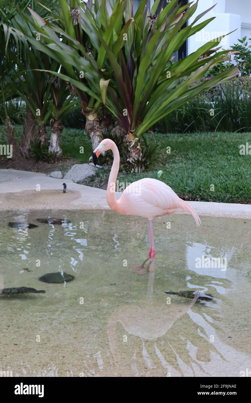 View of Flamingos posing in a wading pool with turtles at a luxury ...