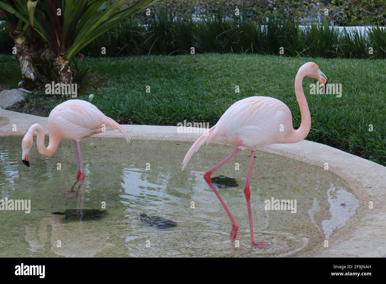View of Flamingos posing in a wading pool with turtles at a luxury ...