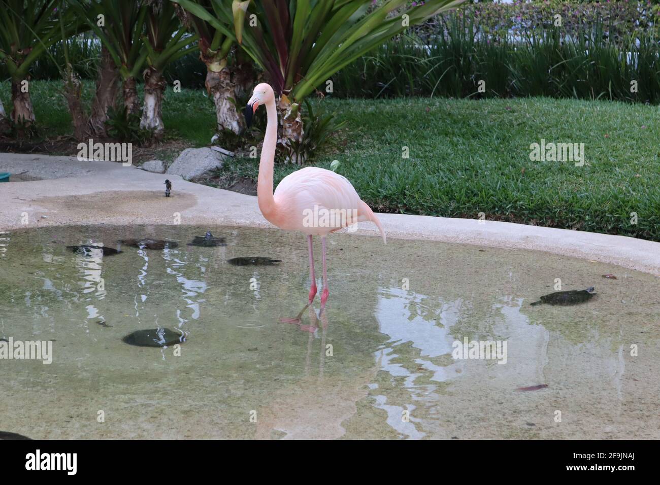 View of Flamingos posing in a wading pool with turtles at a luxury ...
