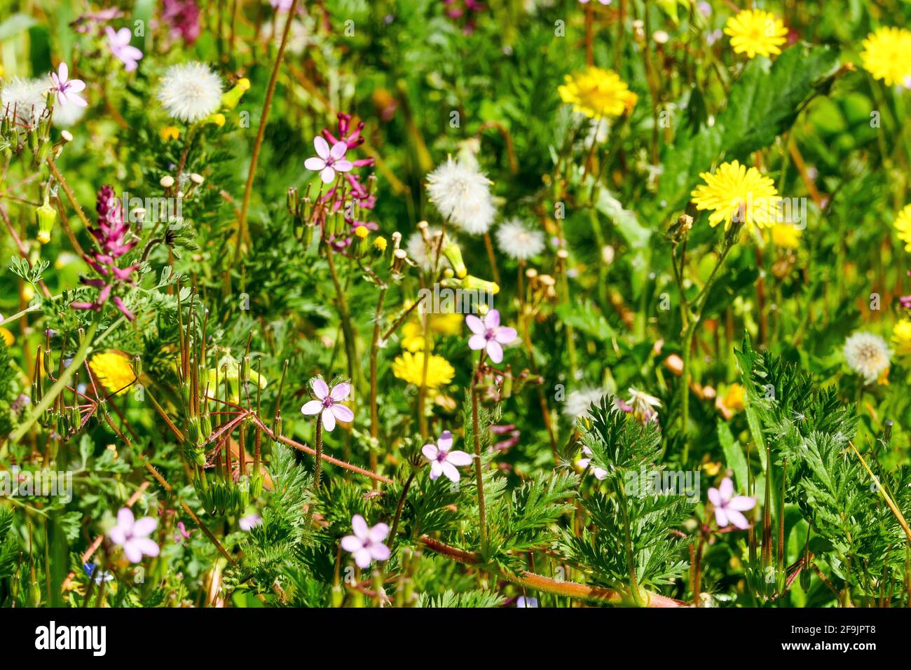 Wild flowers, Lyon, France Stock Photo - Alamy