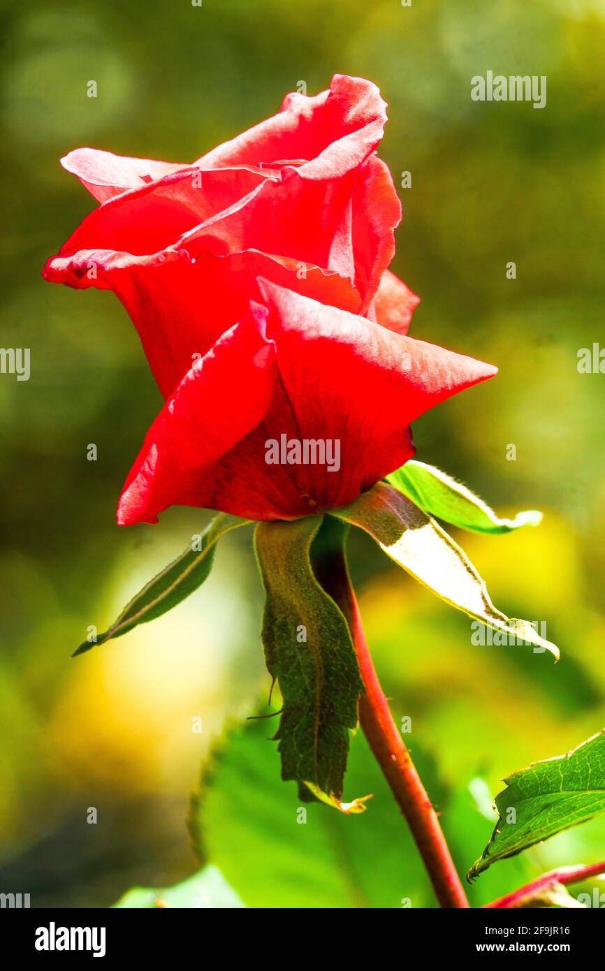 French Rosebud