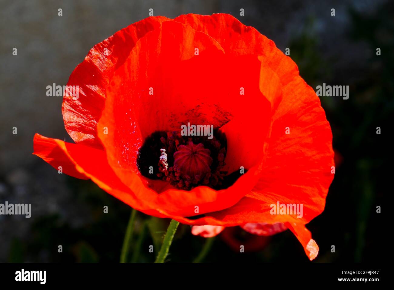 Poppy, Lyon, France Stock Photo - Alamy