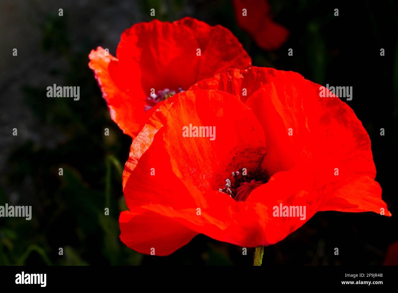 Poppy, Lyon, France Stock Photo - Alamy