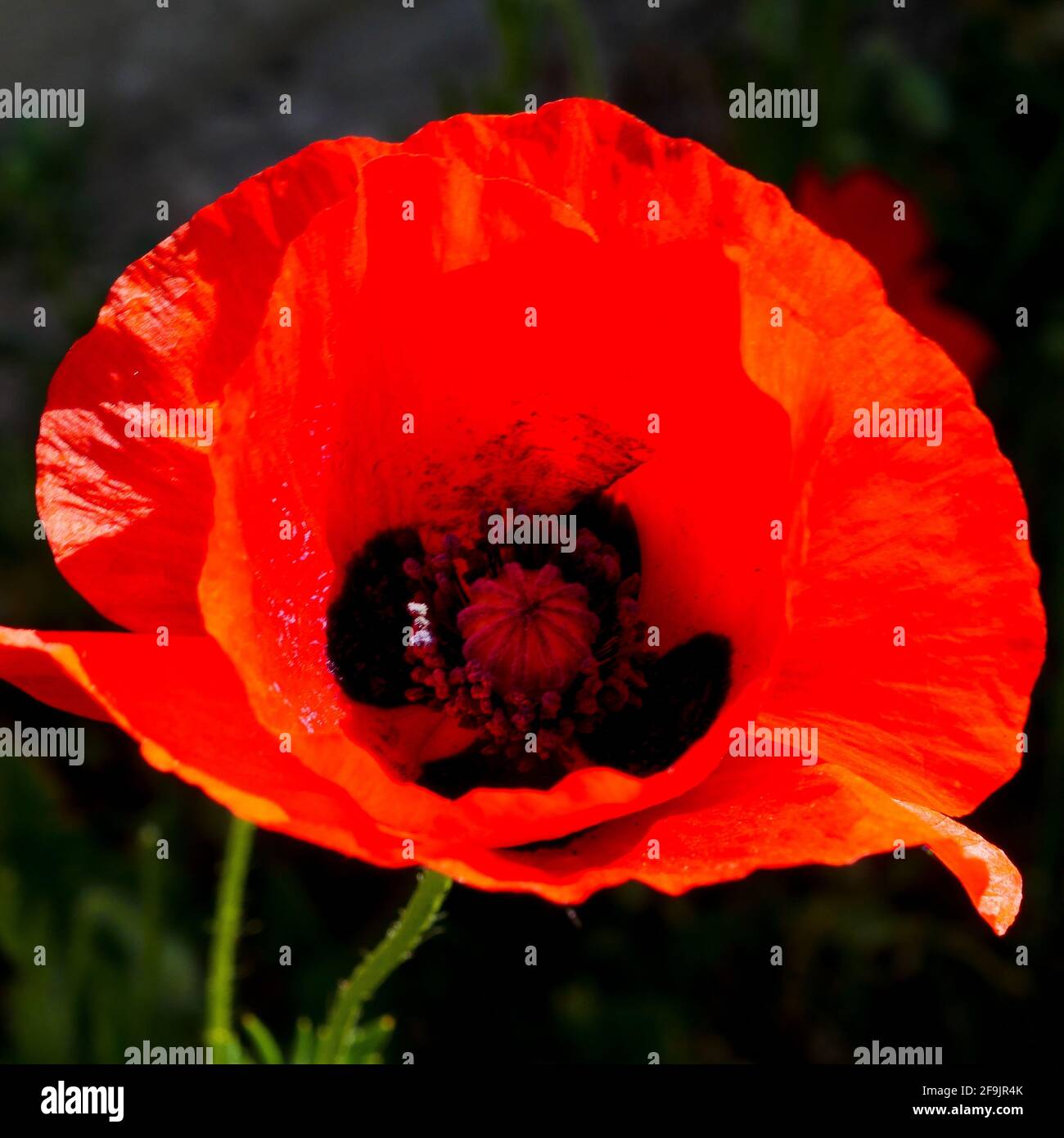 Poppy, Lyon, France Stock Photo - Alamy