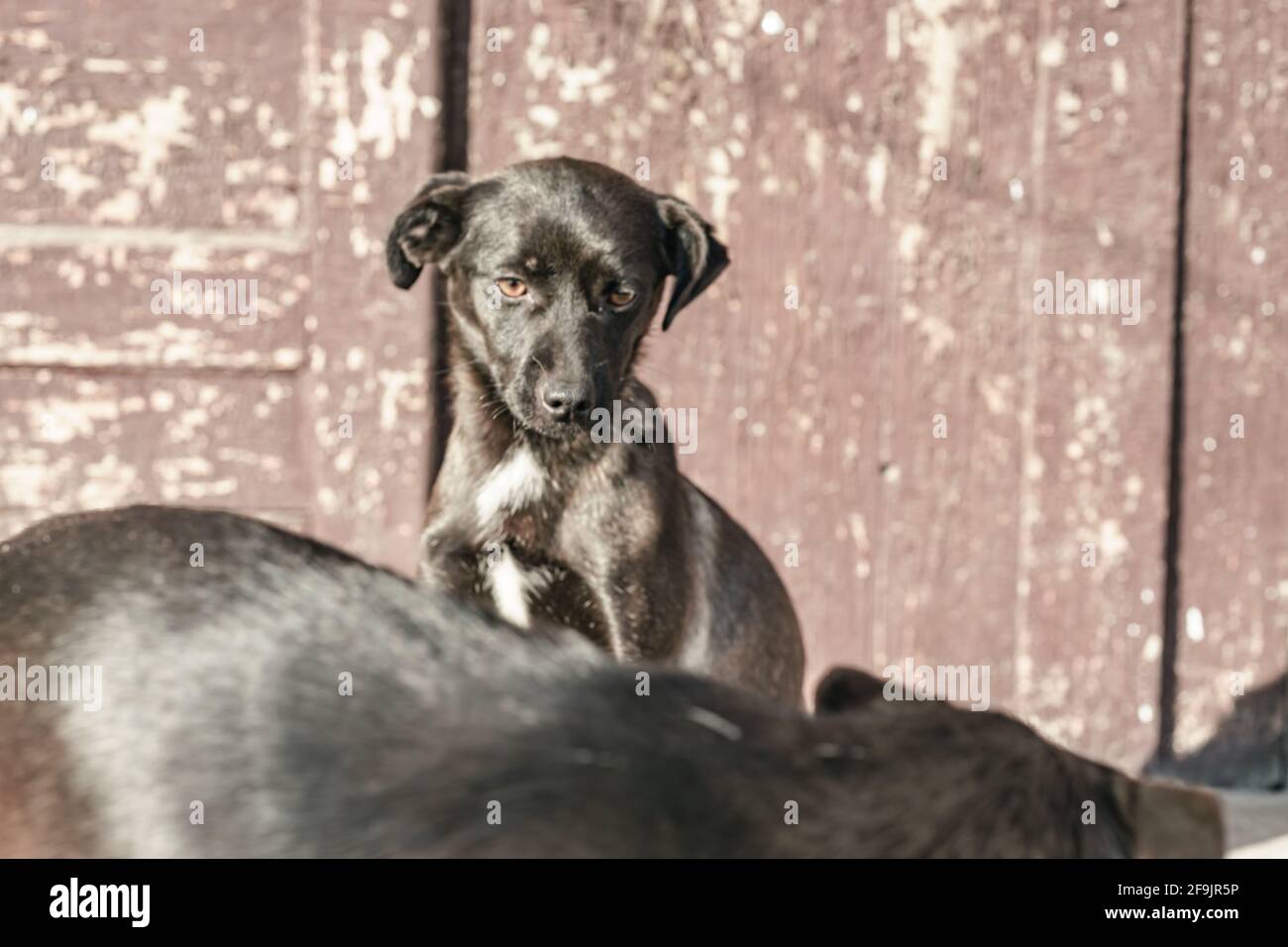 Two old dogs. Mother and daughter. Pets in the yard Stock Photo - Alamy