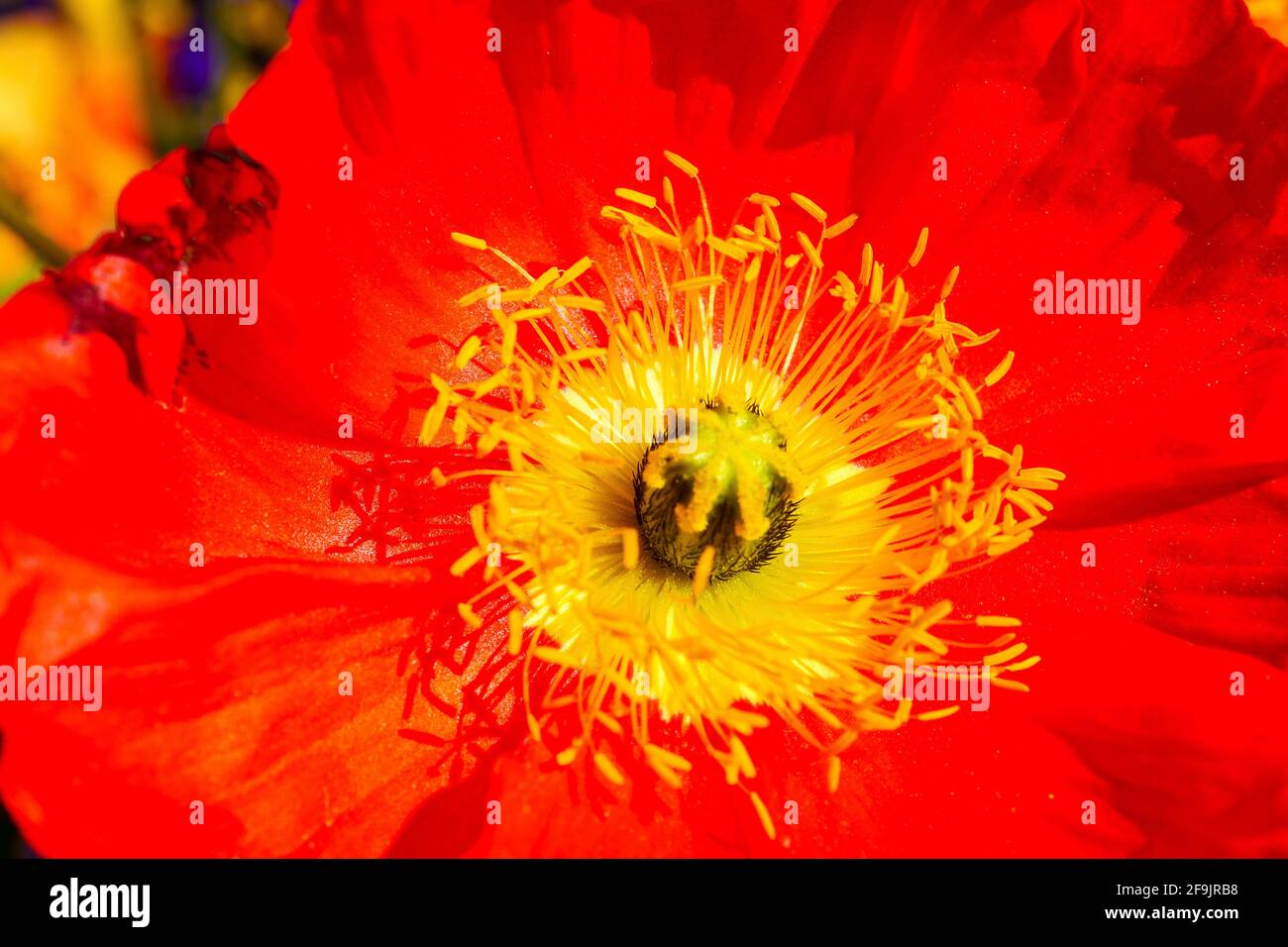Poppy, Lyon, France Stock Photo - Alamy