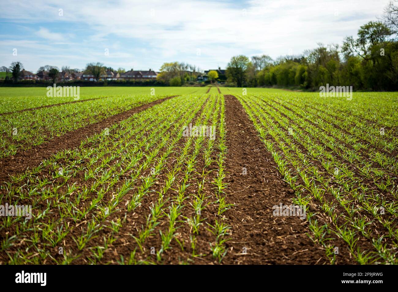Farming Crops Agricultural Innovation : Revista Pesquisa Fapesp