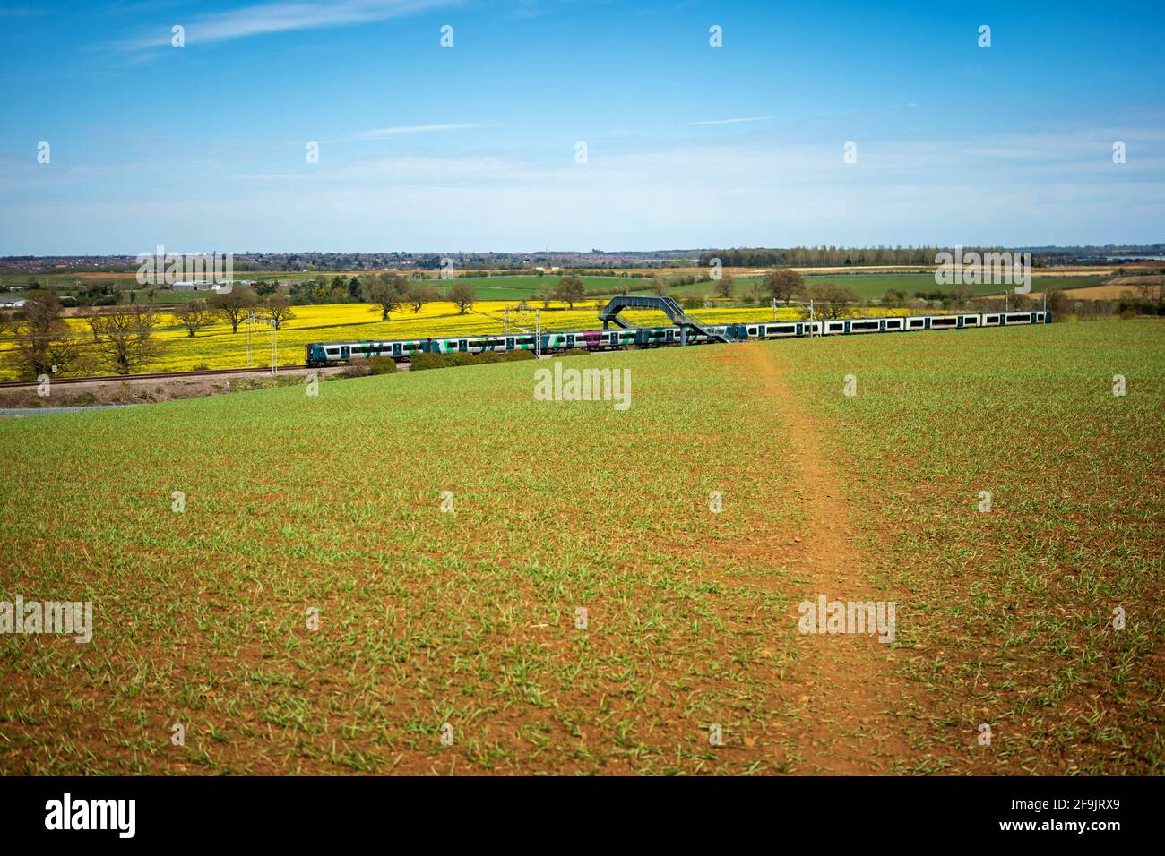 new crops on agriculture and farming field in the english countryside ...
