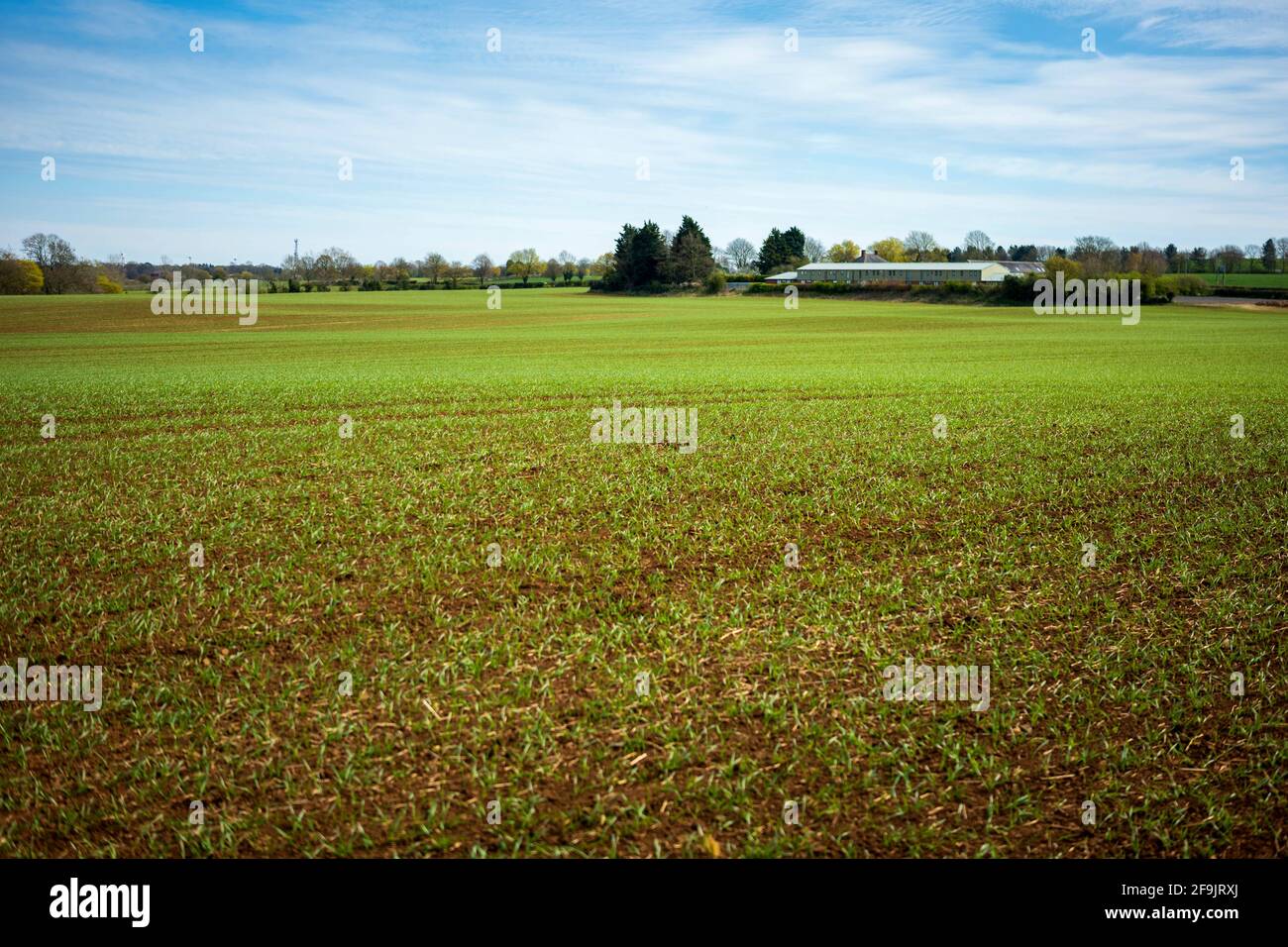 new crops on agriculture and farming field in the english countryside ...