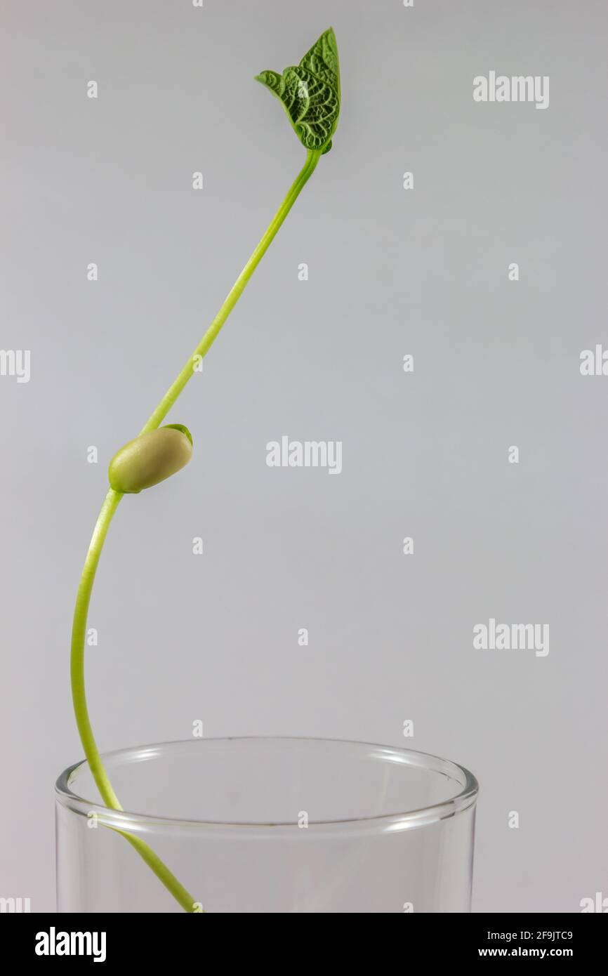Vertical shot growing bean hi-res stock photography and images - Alamy