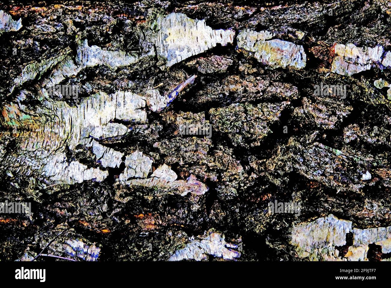 Coarse silver tree bark Stock Photo - Alamy