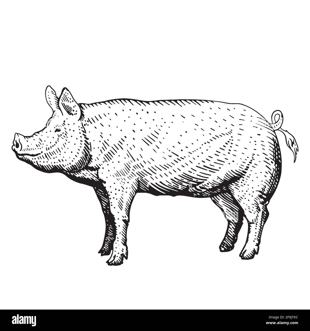 Pig Sketch Drawing