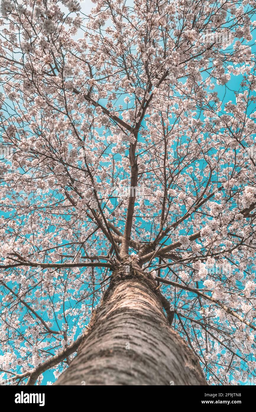 Bottom tree hi-res stock photography and images - Alamy