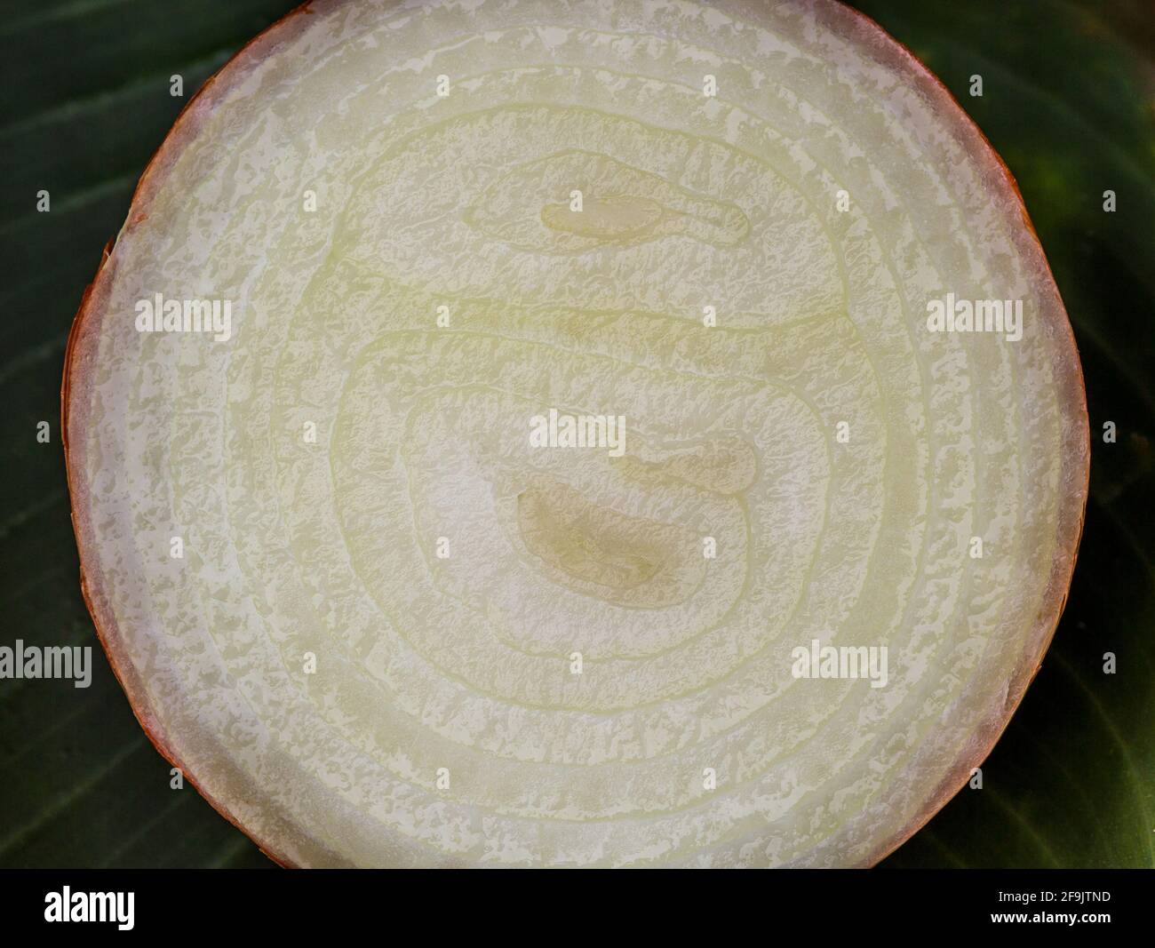Top view of an onion slice Stock Photo - Alamy
