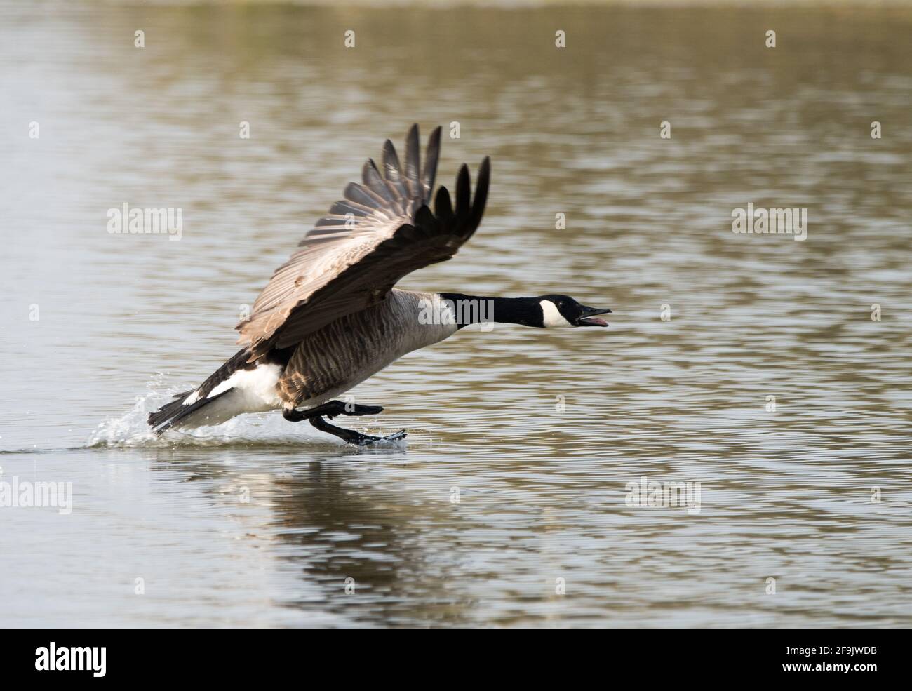 Angry goose hi-res stock photography and images - Alamy