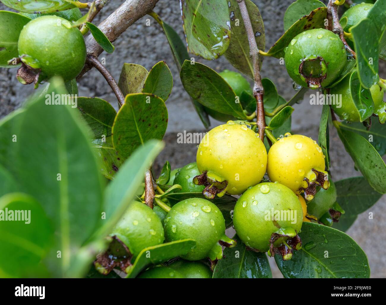 Closeup shot of water droplets on ripening wild guavas Stock Photo - Alamy
