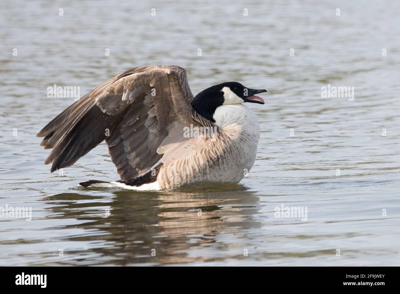 Large aggressive goose hi-res stock photography and images - Alamy