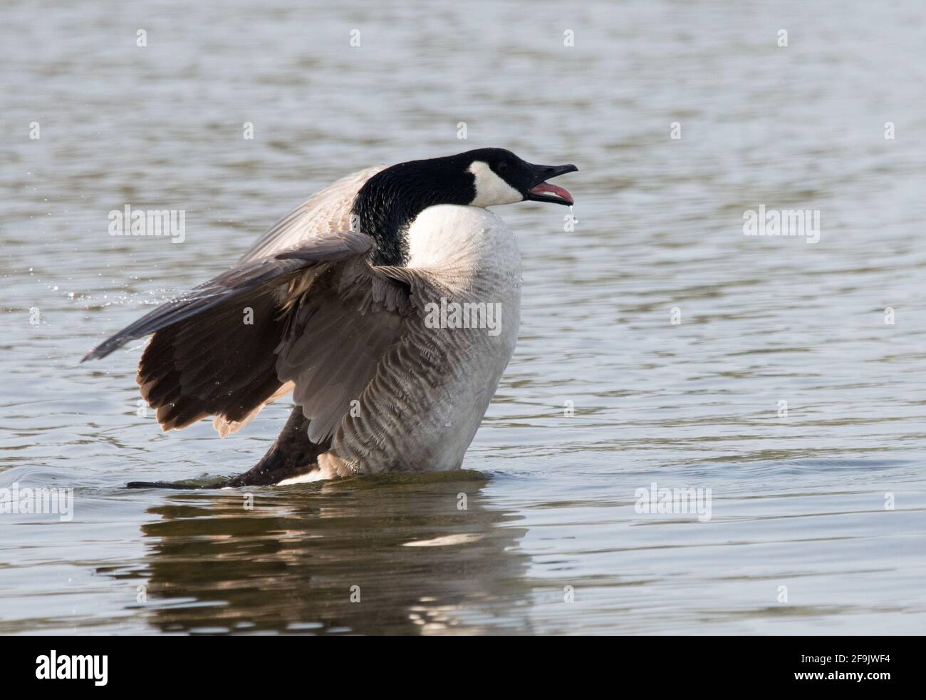 Large aggressive goose hi-res stock photography and images - Alamy