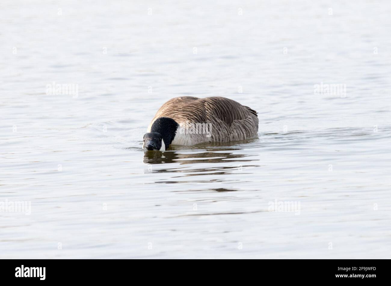 Angry canada goose hi-res stock photography and images - Alamy