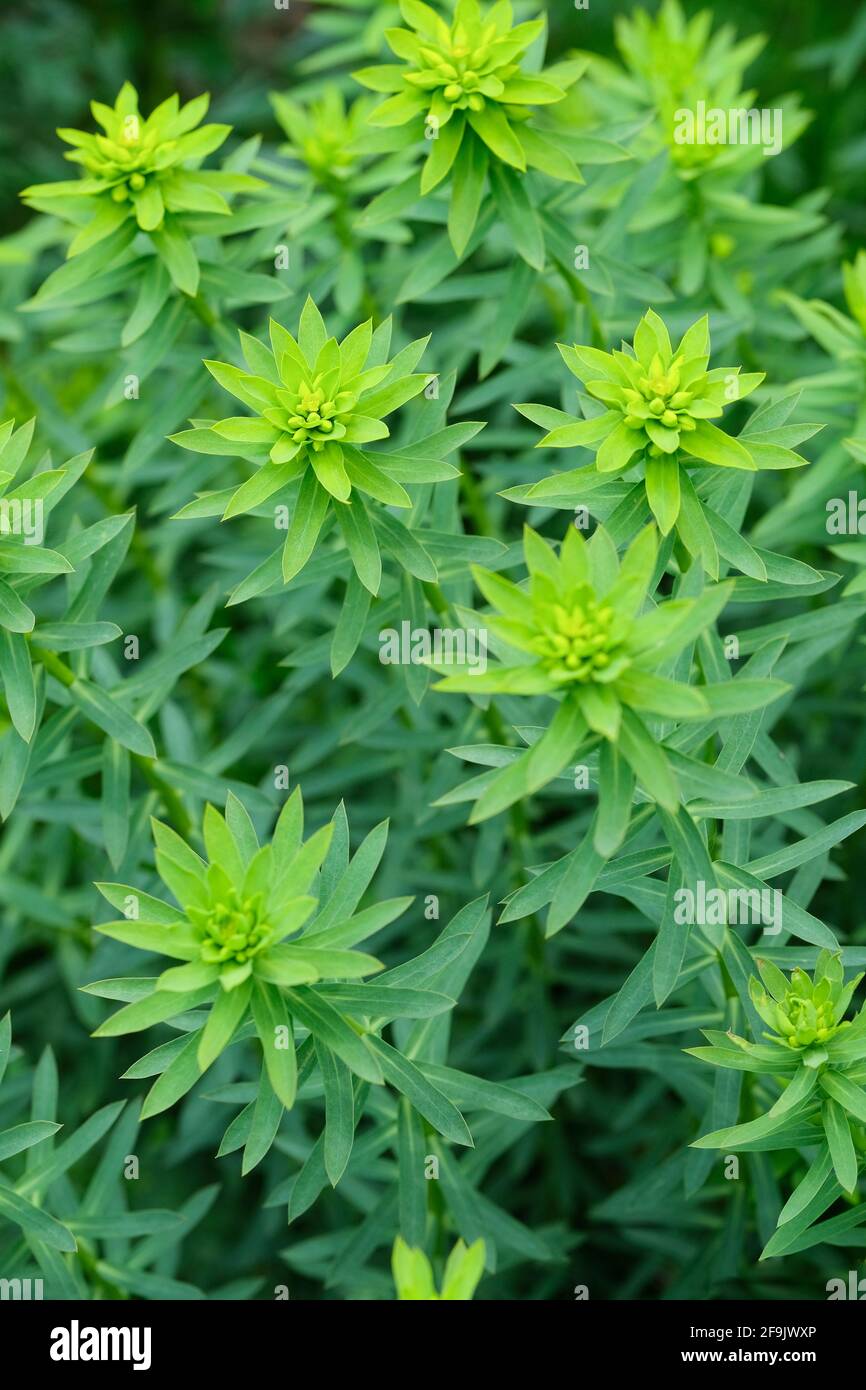Euphorbia seguieriana niciciana, Nicaea Seguier's spurge, siberian ...