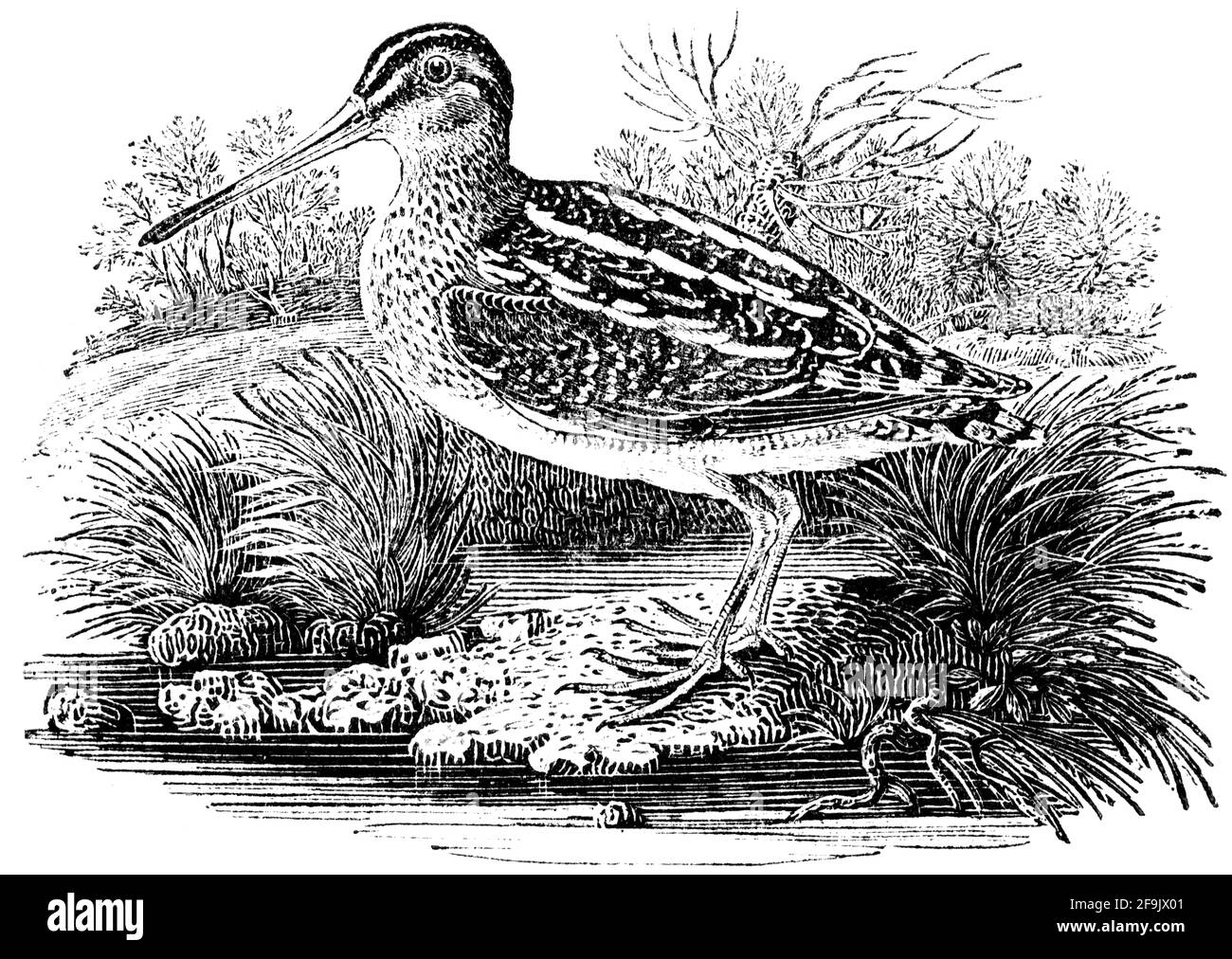 A bird engraved by Thomas Bewick from 'The History of British Birds' of ...