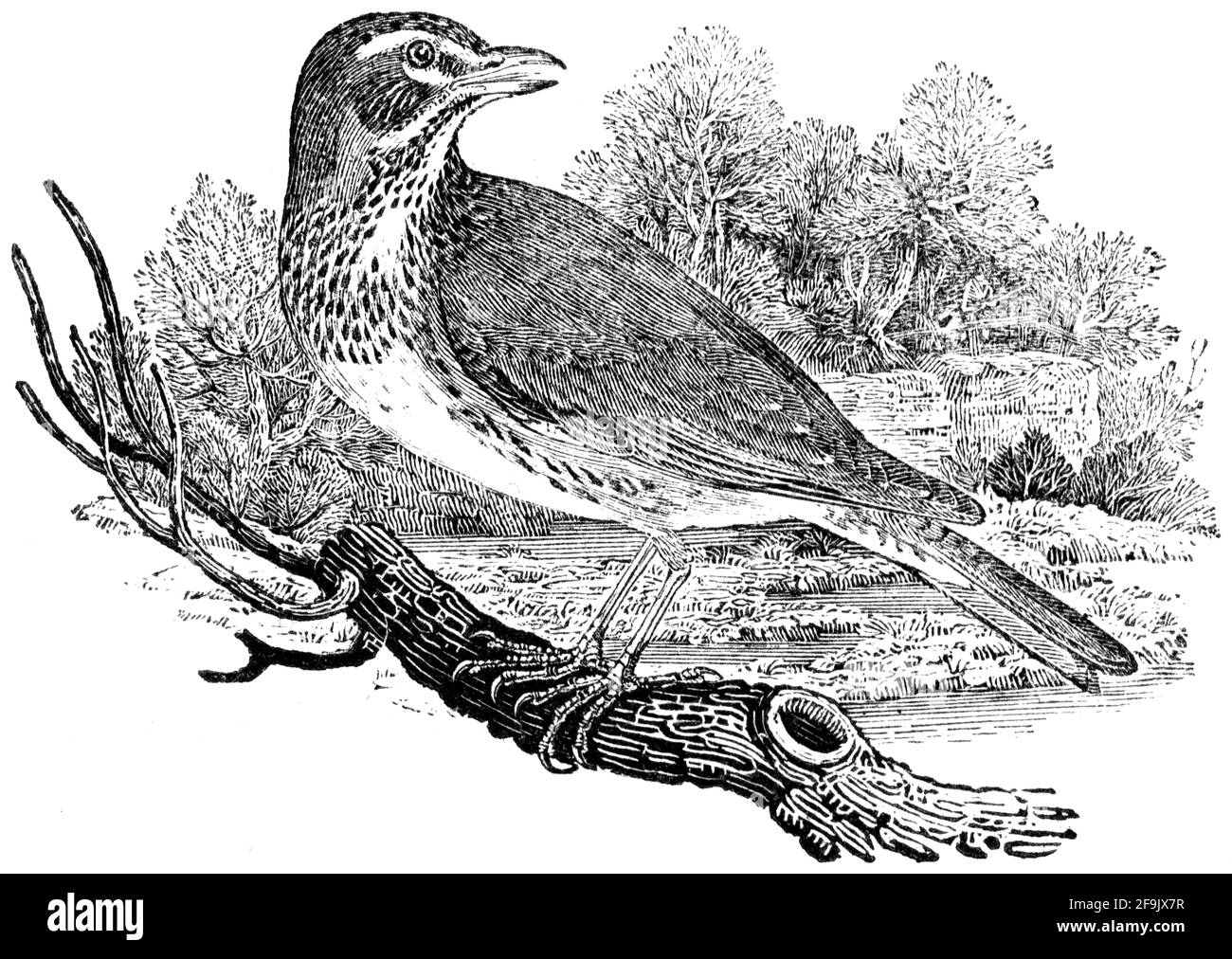 Wood thrush from birds hi-res stock photography and images - Alamy