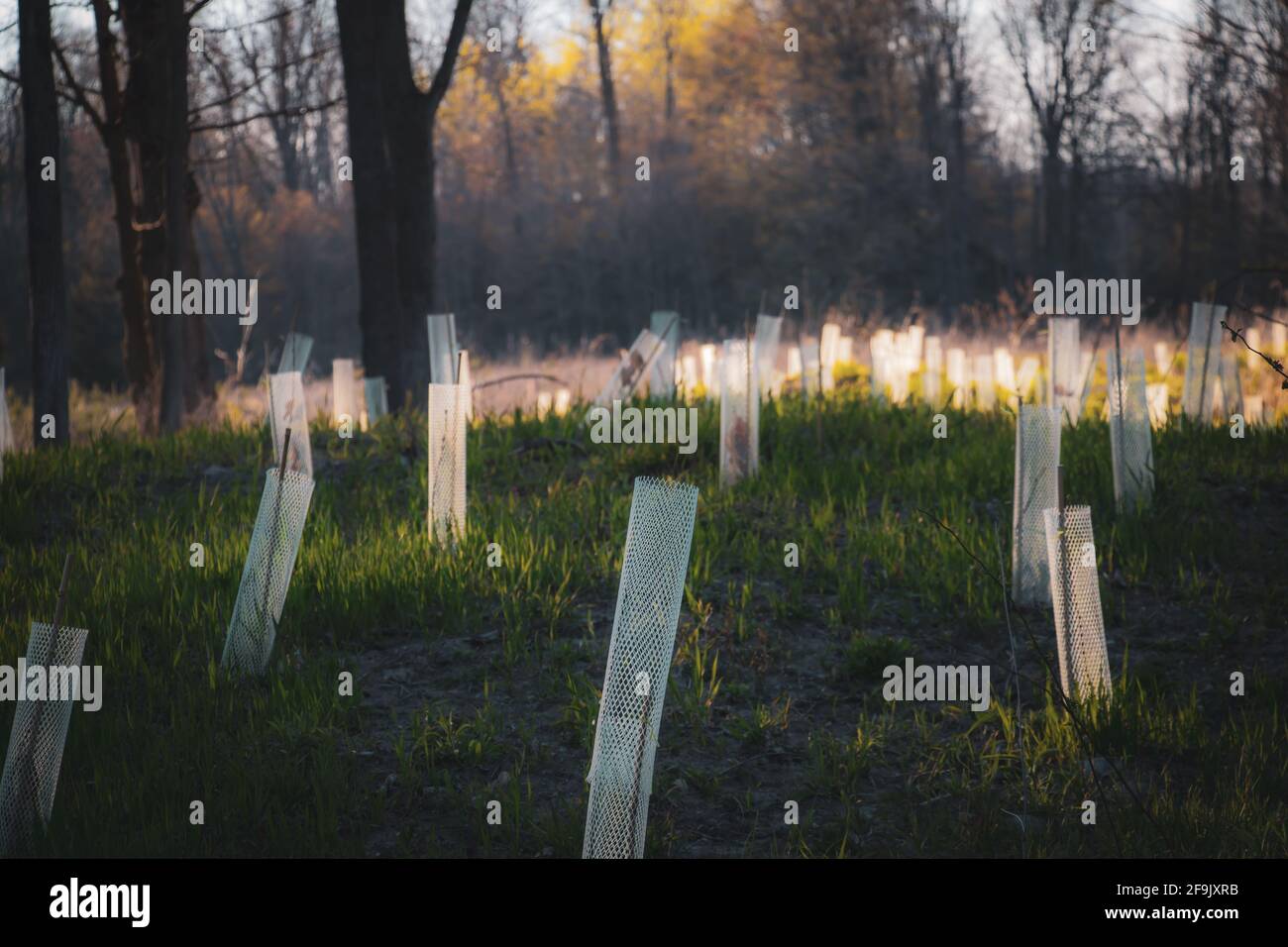 American chestnut tree hi-res stock photography and images - Alamy