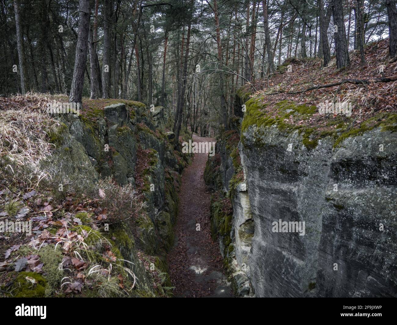 Woodland without forest hi-res stock photography and images - Alamy