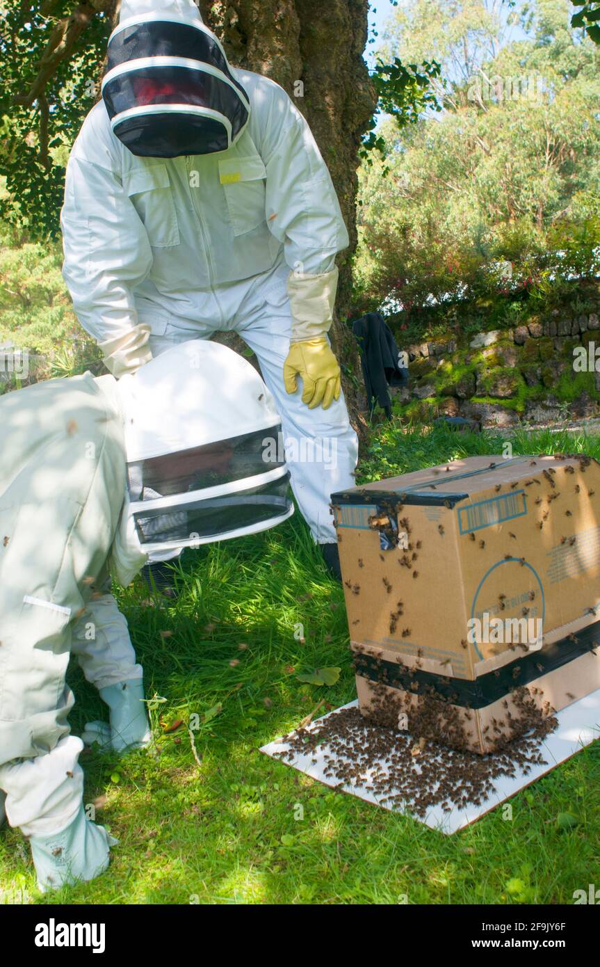 Two bee keepers hi-res stock photography and images - Alamy